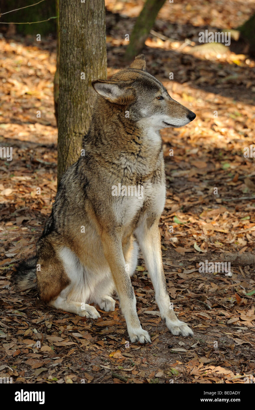 Red Wolf, Canis Rufus, Florida (Captive Stockfotografie - Alamy
