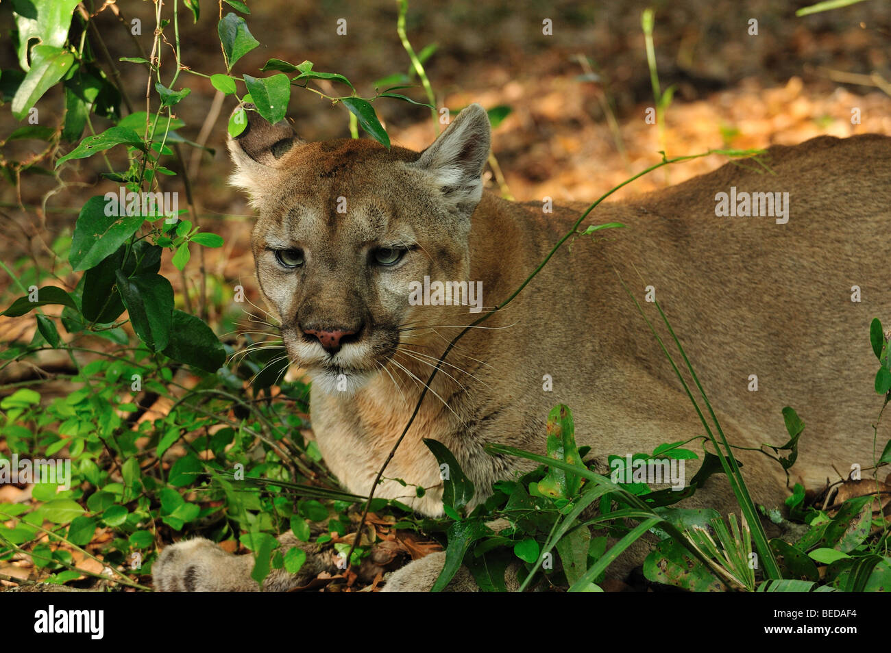 Puma Katze Stockfotos und -bilder Kaufen - Alamy