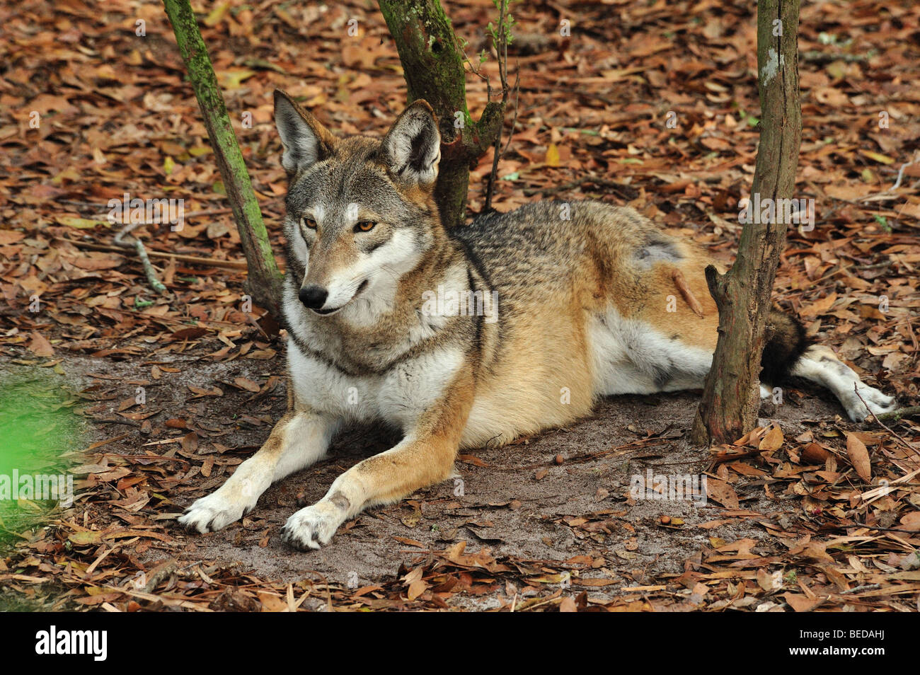 Endangered red wolf canis rufus -Fotos und -Bildmaterial in hoher ...