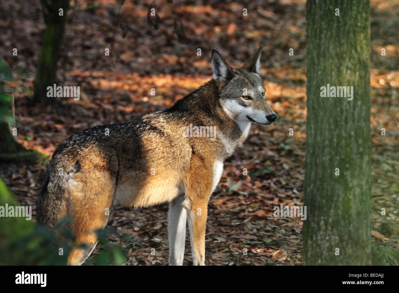 Roter Wolf Stockfotos und -bilder Kaufen - Alamy