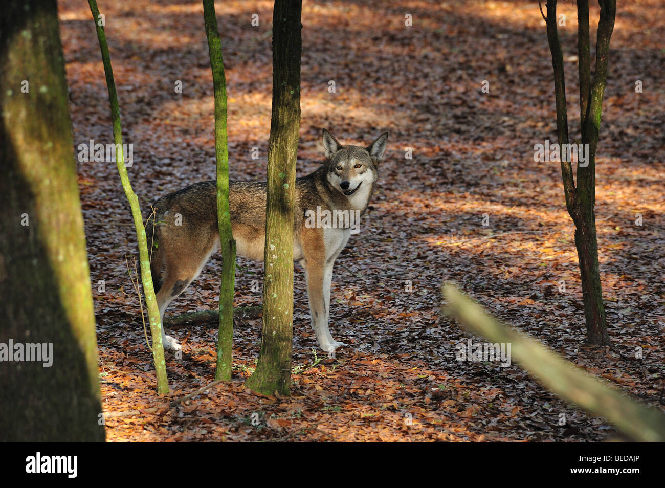 Endangered Red Wolf Canis Rufus Stockfotos und -bilder Kaufen - Alamy