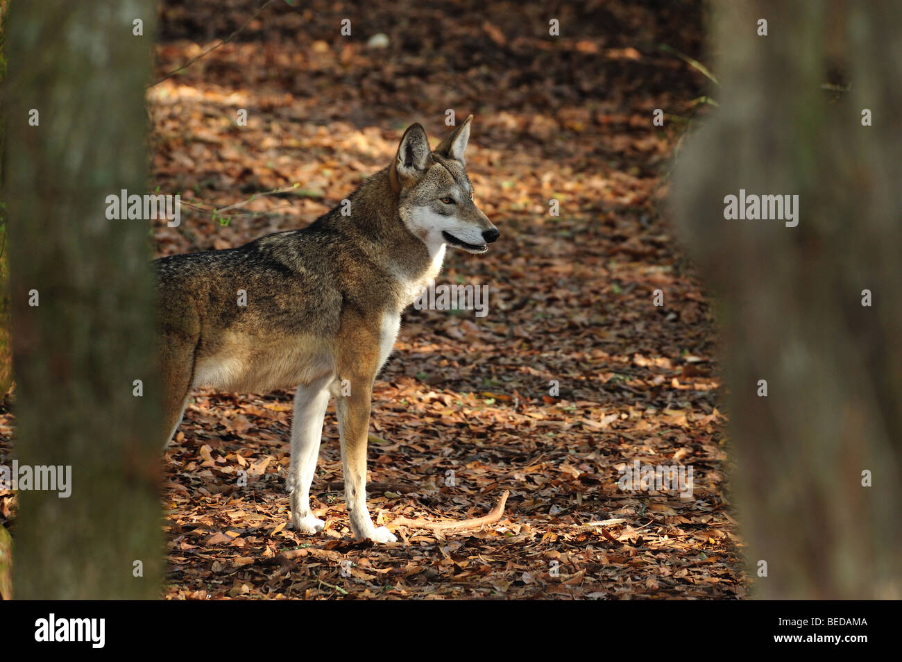 Endangered Red Wolf Canis Rufus Stockfotos und -bilder Kaufen - Alamy