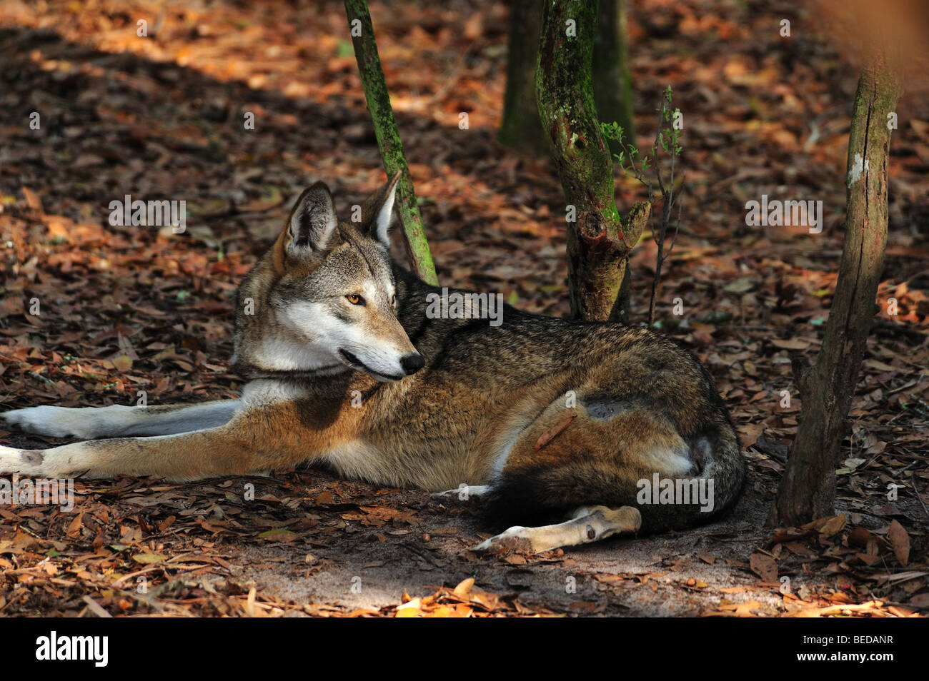 Endangered red wolf canis rufus -Fotos und -Bildmaterial in hoher ...