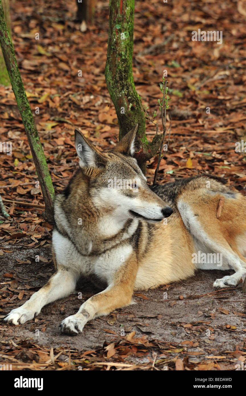 Red Wolf, Canis Rufus, Florida (Captive Stockfotografie - Alamy