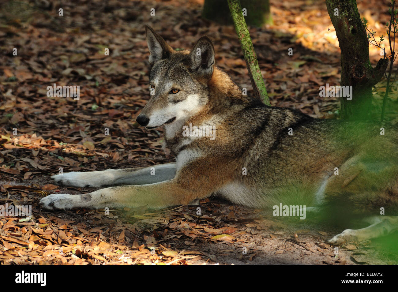 Endangered red wolf canis rufus -Fotos und -Bildmaterial in hoher ...