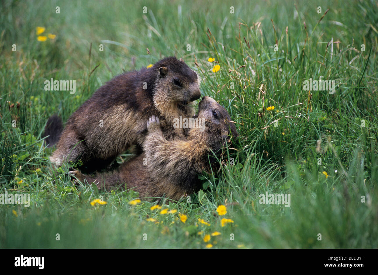 Zwei alpine murmeltiere murmeltier murmeltier -Fotos und -Bildmaterial in hoher Auflösung – Alamy