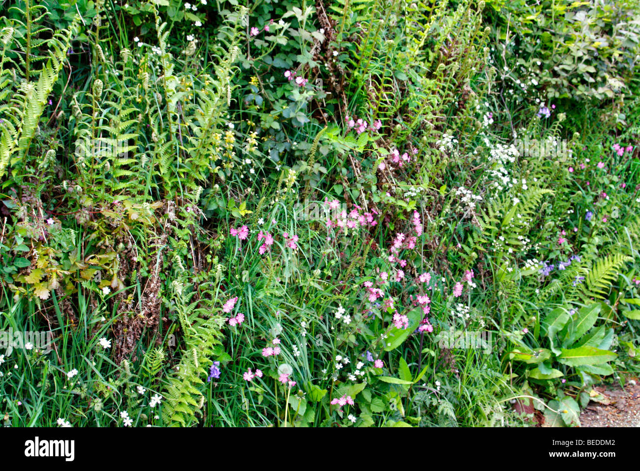 Devon hedge bank -Fotos und -Bildmaterial in hoher Auflösung – Alamy