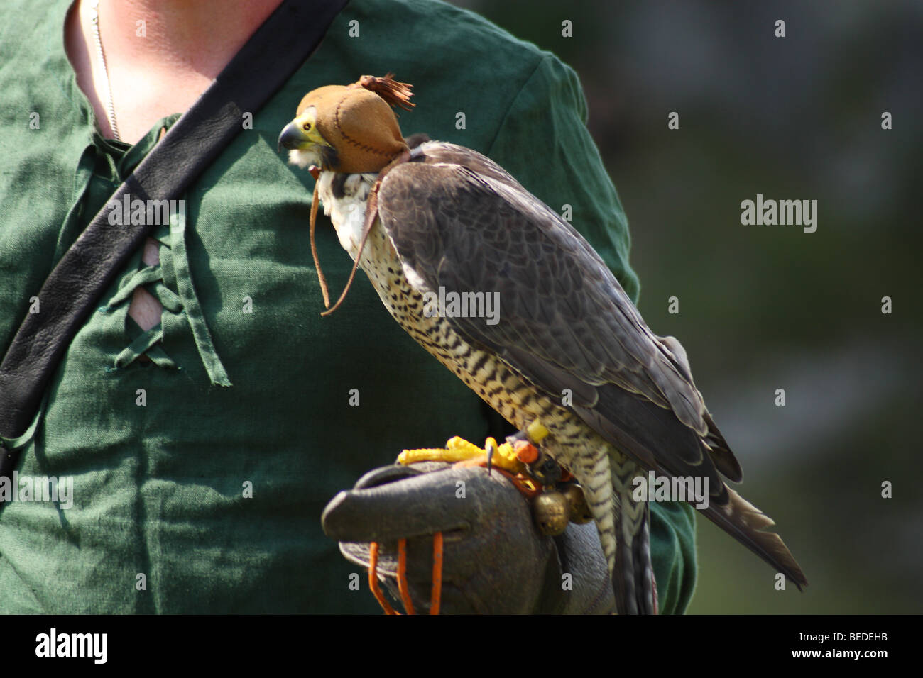Falken arten -Fotos und -Bildmaterial in hoher Auflösung – Alamy
