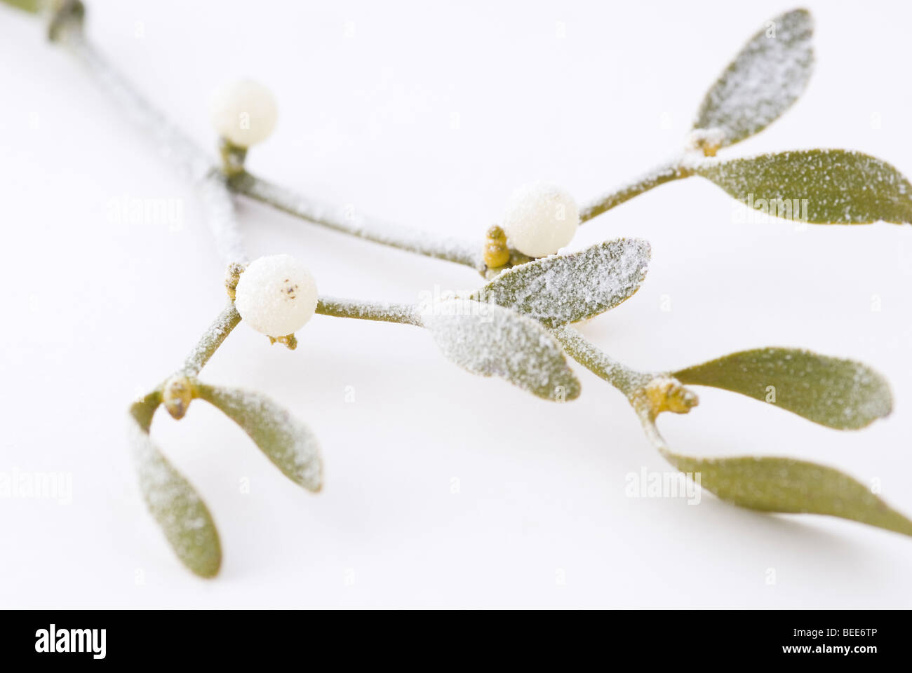 Mistel Beren Stockfotos und -bilder Kaufen - Alamy