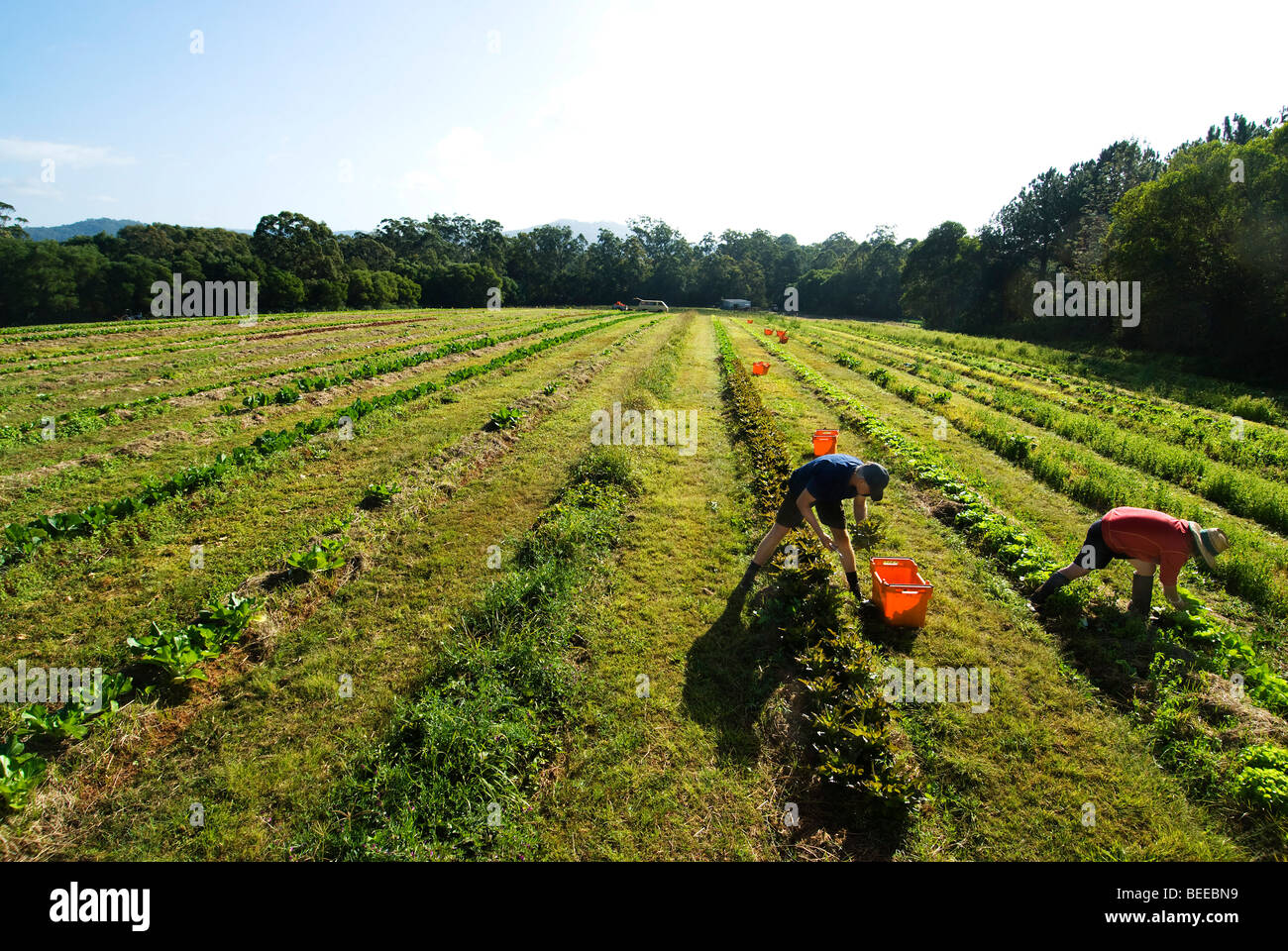 ökologische landwirtschaft -Fotos und -Bildmaterial in hoher Auflösung ...