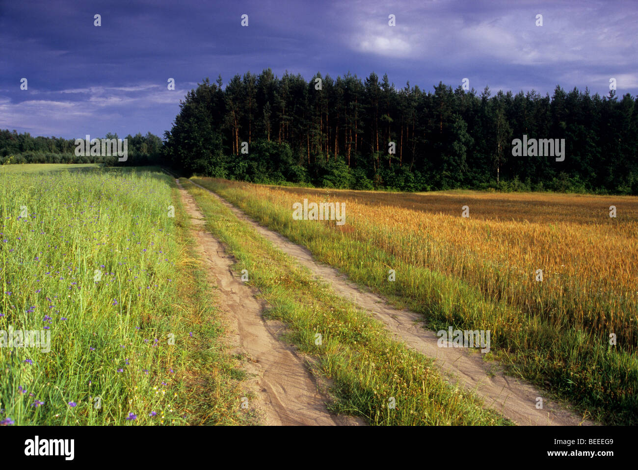 Polish countryside -Fotos und -Bildmaterial in hoher Auflösung – Alamy
