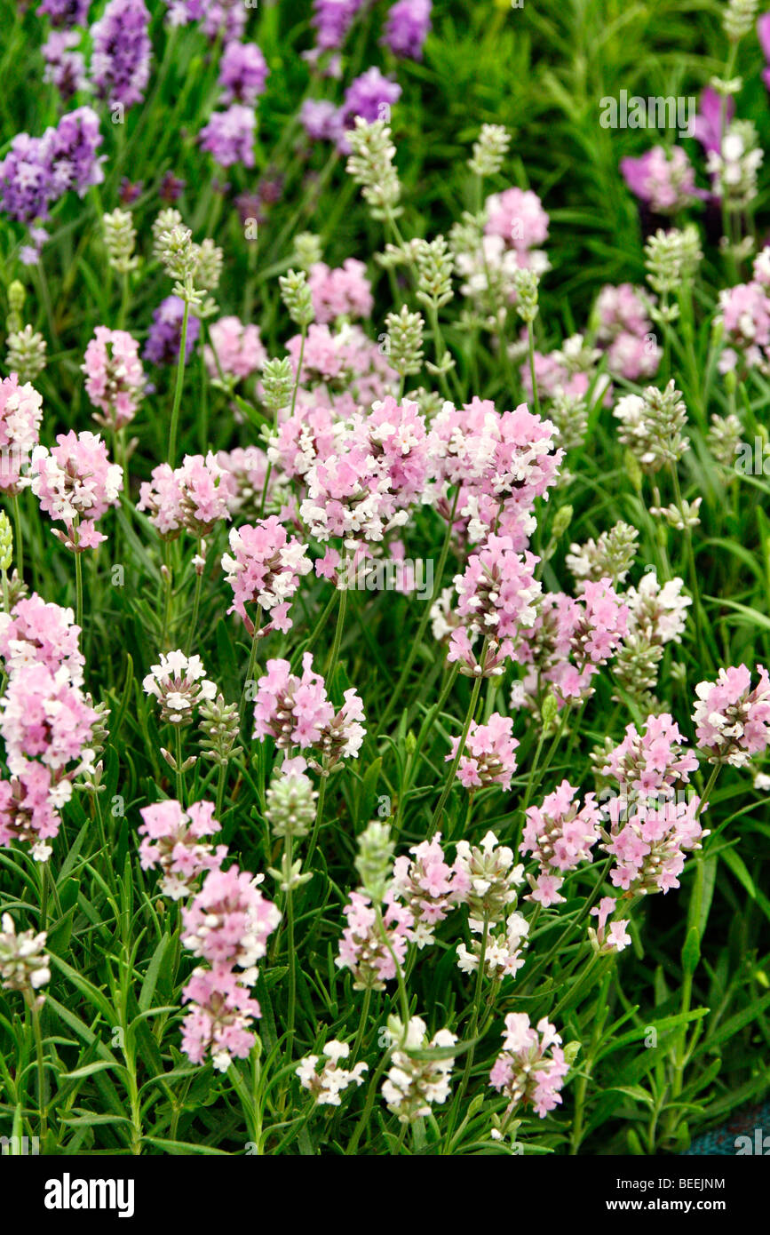 Lavandula angustifolia lavender lady -Fotos und -Bildmaterial in hoher ...