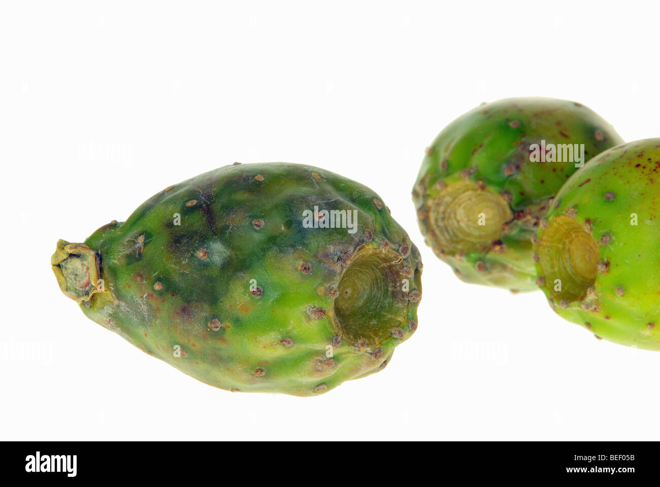Kaktus fruchtig feige kaktusfeige -Fotos und -Bildmaterial in hoher ...