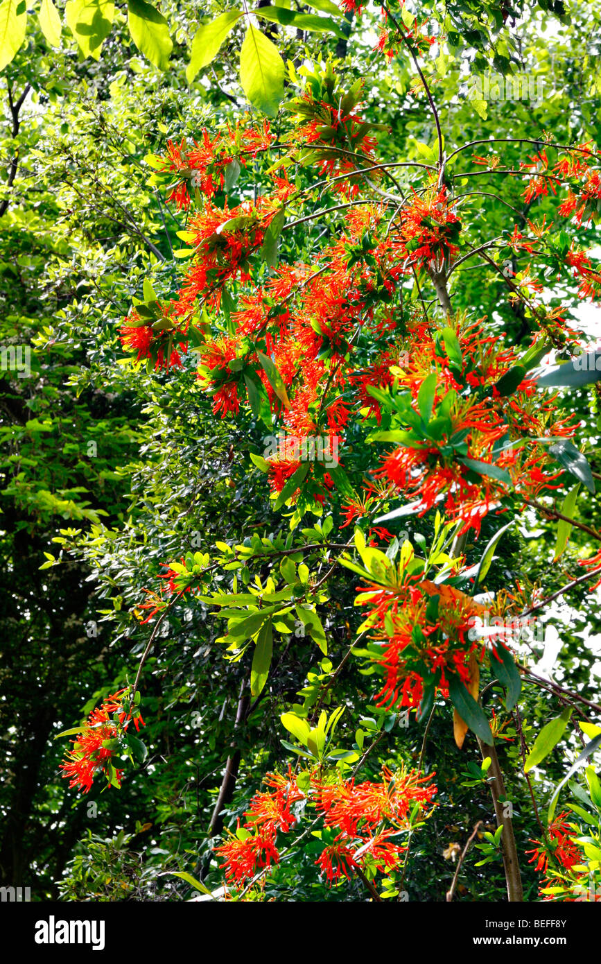Feuerbusch embothrium coccineum -Fotos und -Bildmaterial in hoher ...