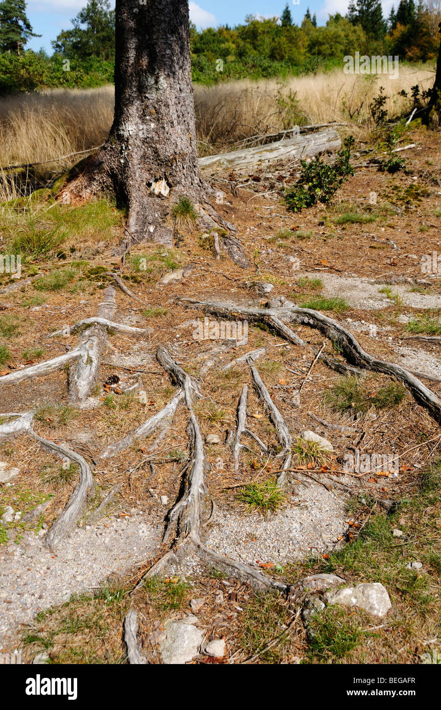 Root Stock Stockfotos und -bilder Kaufen - Alamy