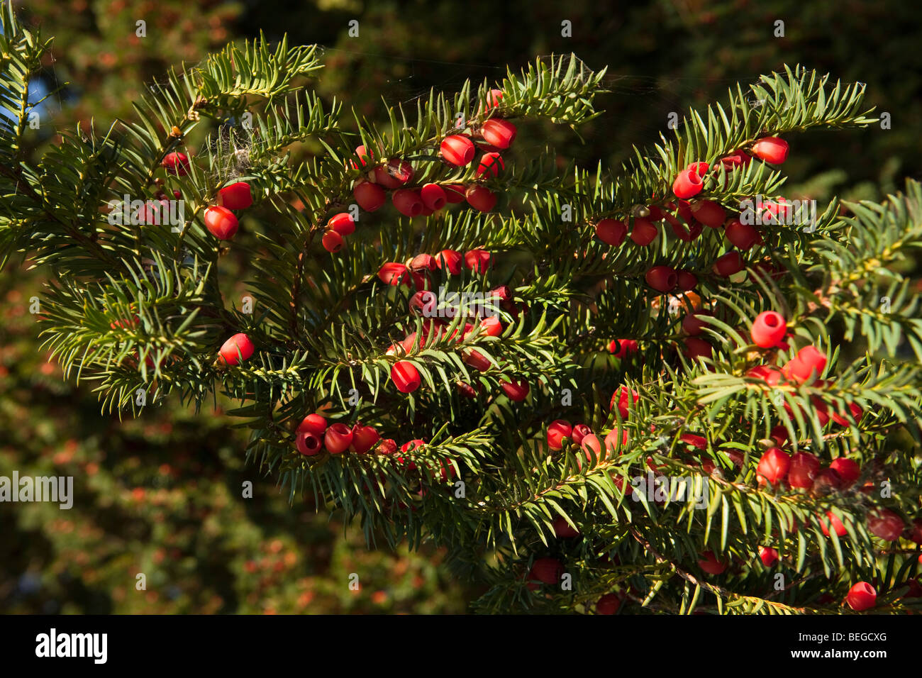Eibe Rote Beeren