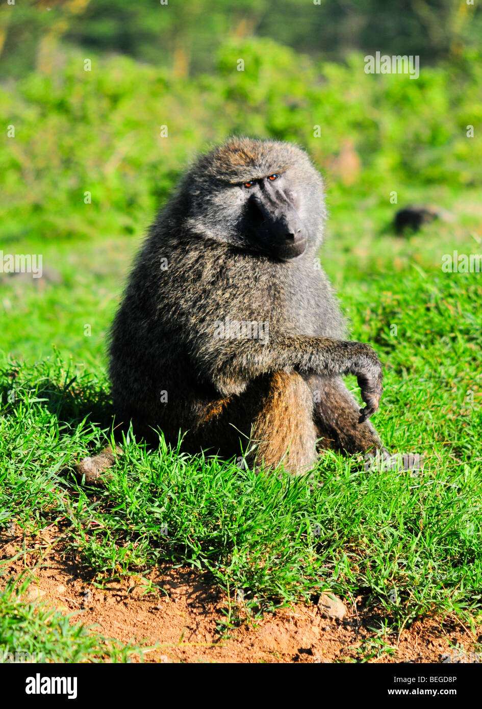 Pavian sitzt -Fotos und -Bildmaterial in hoher Auflösung – Alamy