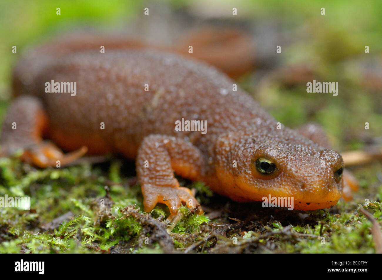 Newt taricha salamandridae -Fotos und -Bildmaterial in hoher Auflösung ...