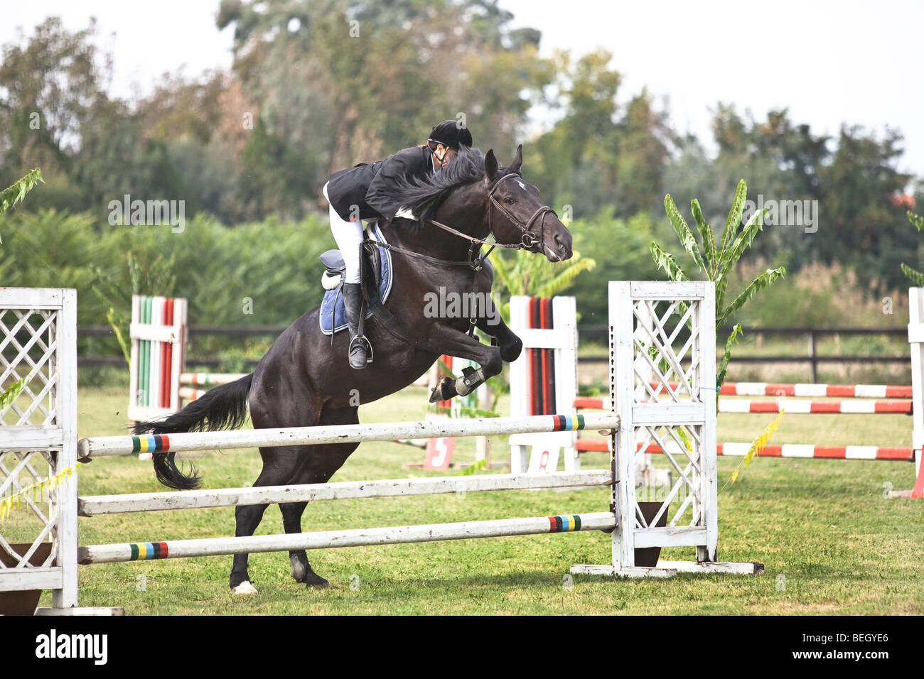 Pferd sprung natur -Fotos und -Bildmaterial in hoher Auflösung – Alamy