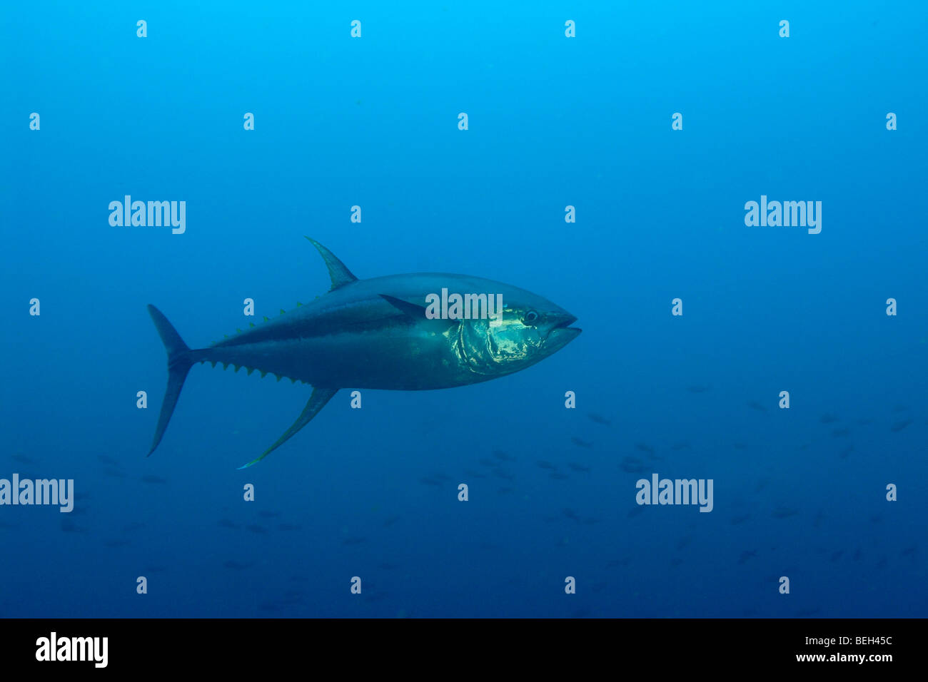 Yellowfin tuna underwater -Fotos und -Bildmaterial in hoher Auflösung ...