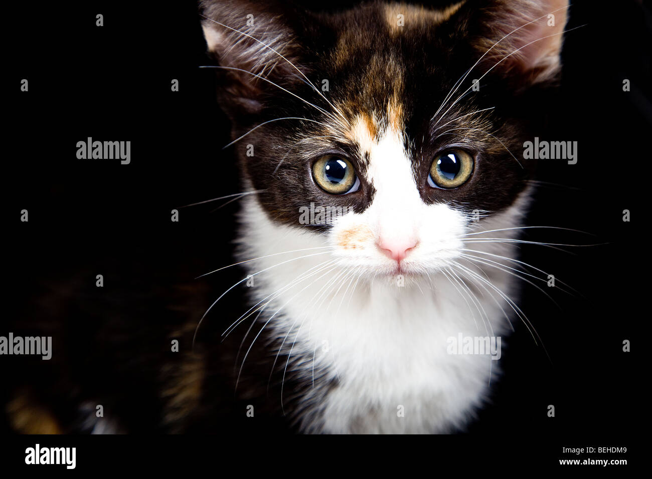 Schildpatt tabby katzenrasse -Fotos und -Bildmaterial in hoher ...