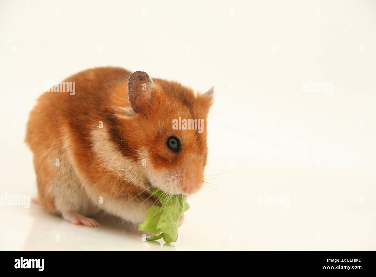 Domestic hamster -Fotos und -Bildmaterial in hoher Auflösung – Alamy