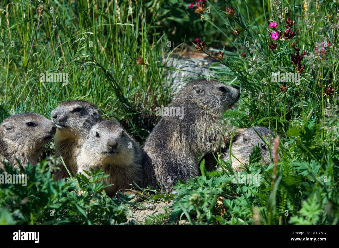 Murmeltiere der alpen -Fotos und -Bildmaterial in hoher Auflösung – Alamy