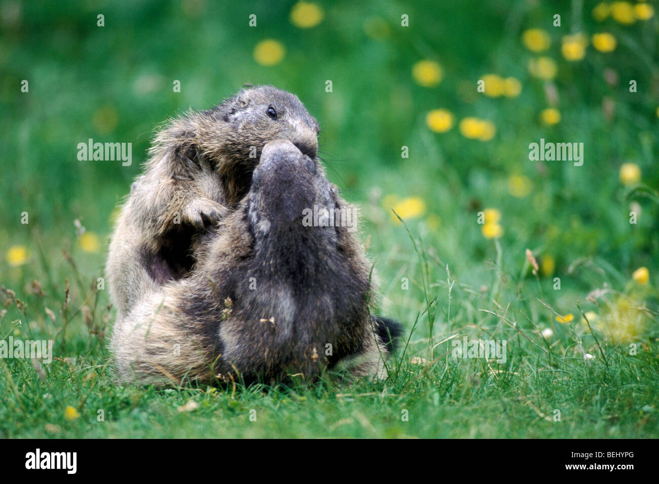Murmeltiere der alpen -Fotos und -Bildmaterial in hoher Auflösung – Alamy