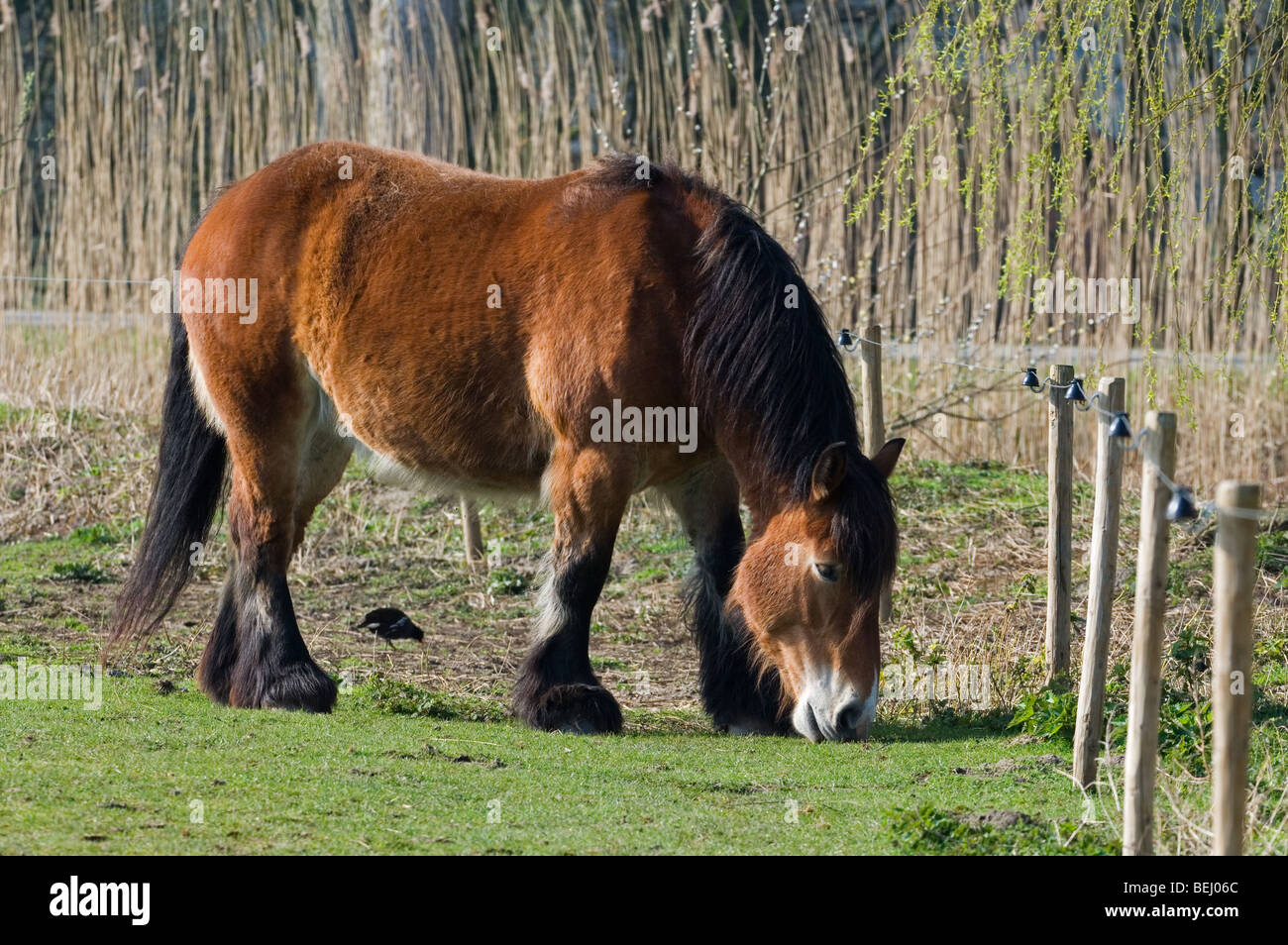 Ardennen pferd -Fotos und -Bildmaterial in hoher Auflösung – Alamy