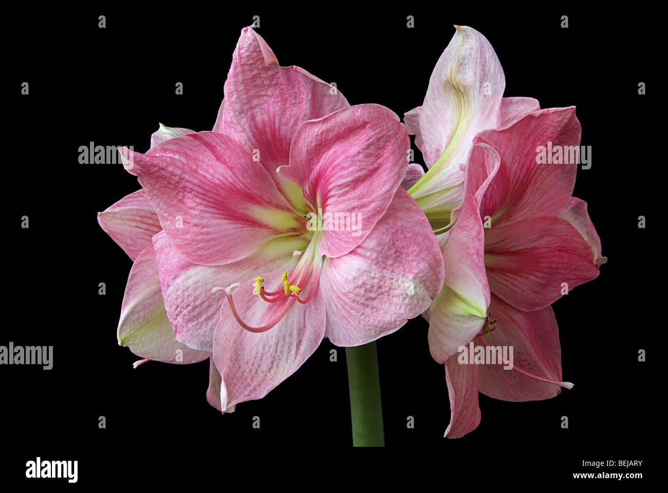 Blooming Amaryllis Stockfotos und -bilder Kaufen - Alamy