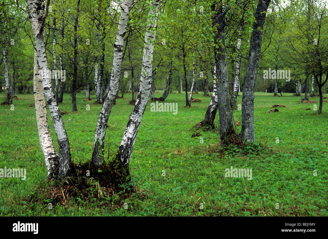 Birch trees betula sp -Fotos und -Bildmaterial in hoher Auflösung – Alamy