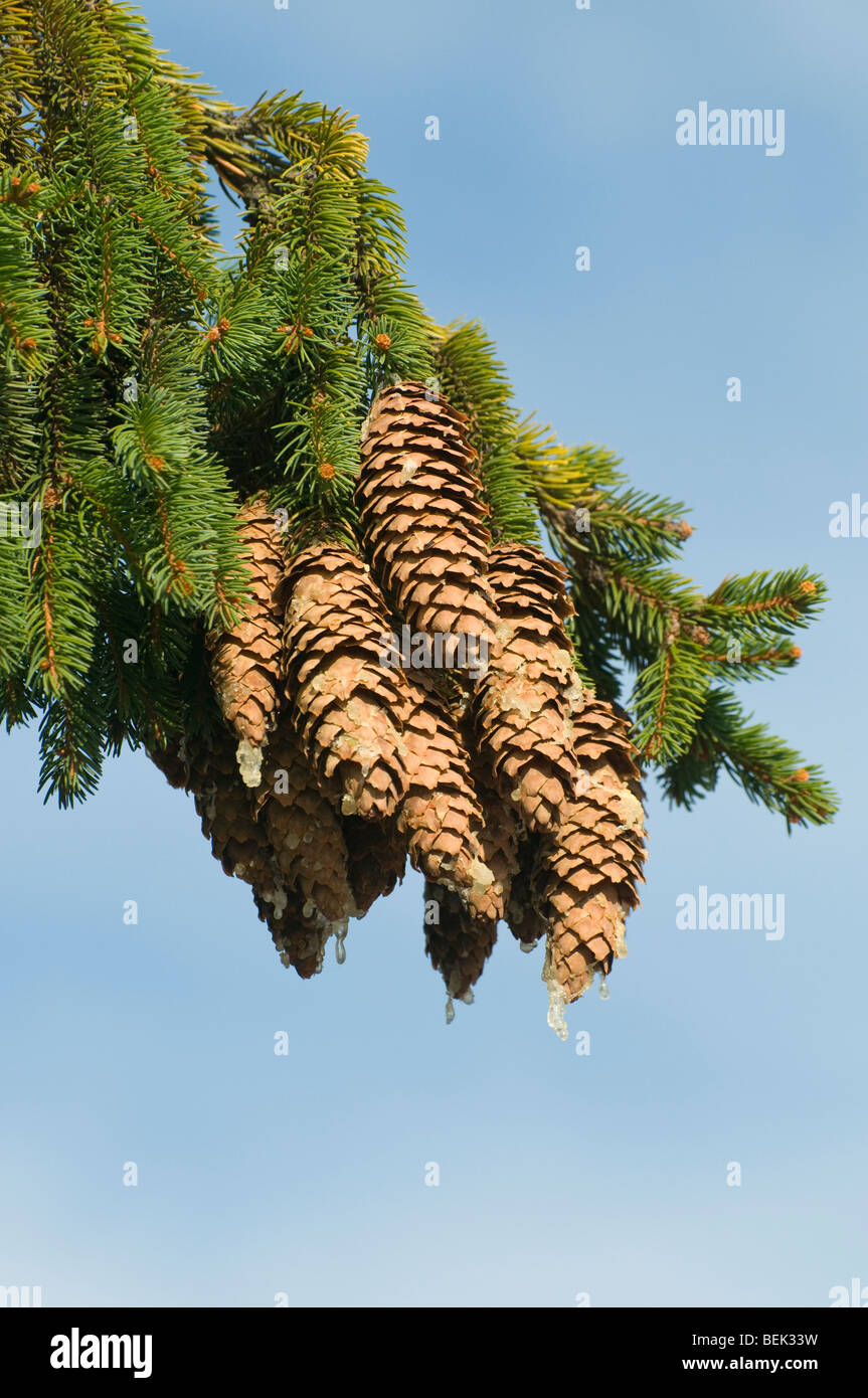 Fichte Zweig mit Zapfen. Viele Koniferen Stockfotografie - Alamy