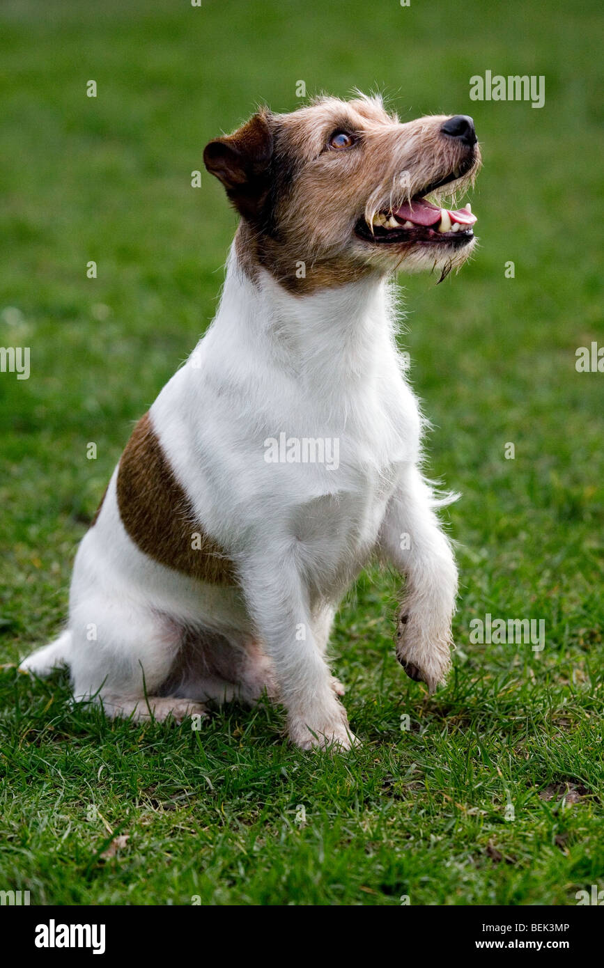 Jack Russell Terrier Hund sitzen im Freien auf dem Rasen im Garten ...