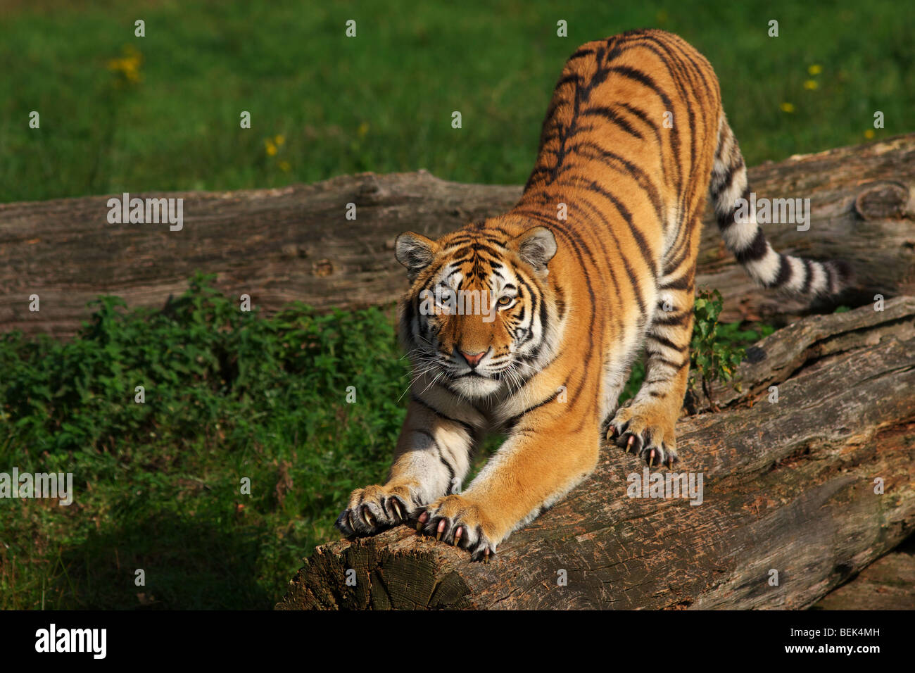 Tiger stretching -Fotos und -Bildmaterial in hoher Auflösung – Alamy