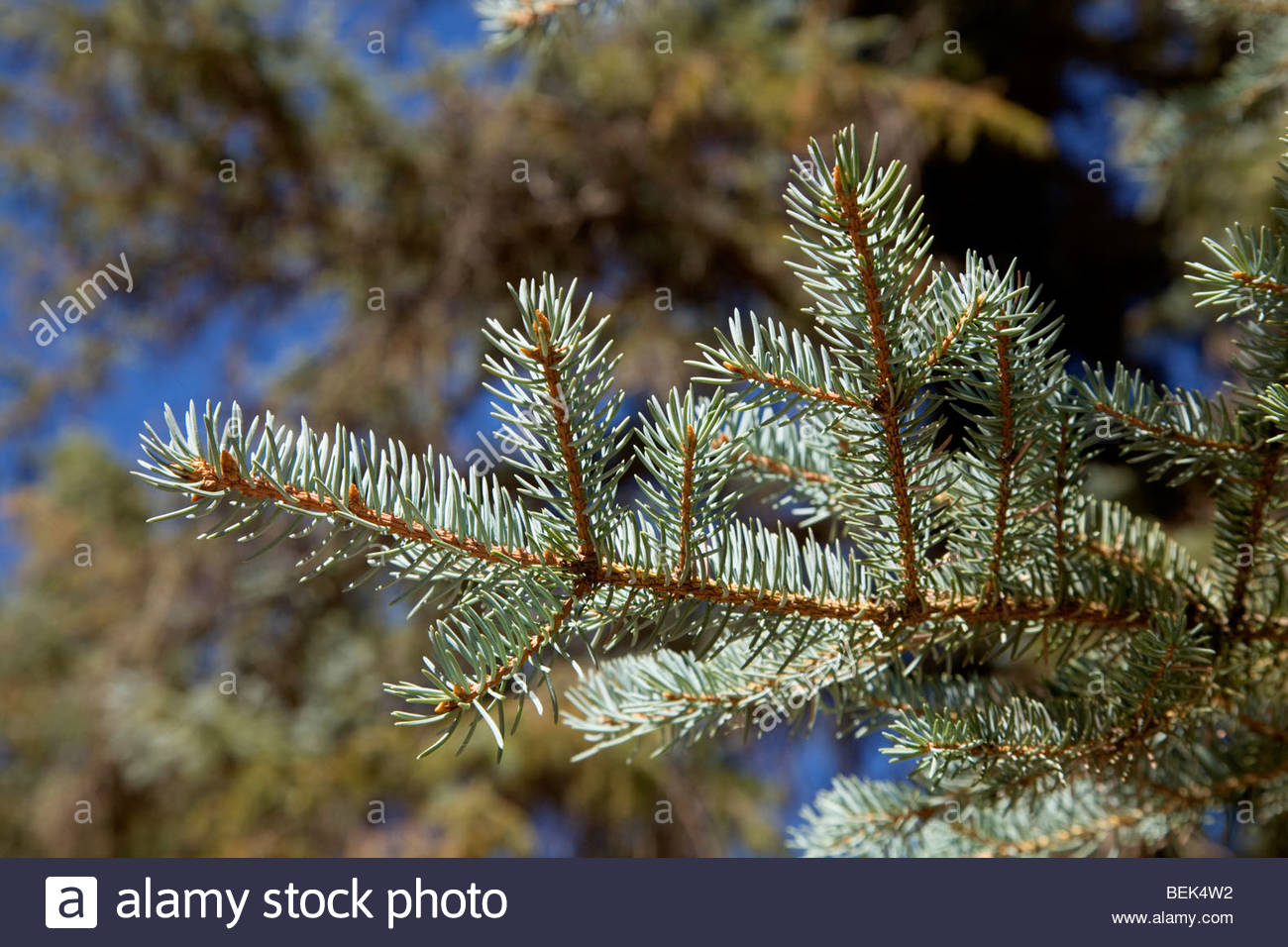 Colorado Blaufichte Stockfotos und -bilder Kaufen - Alamy