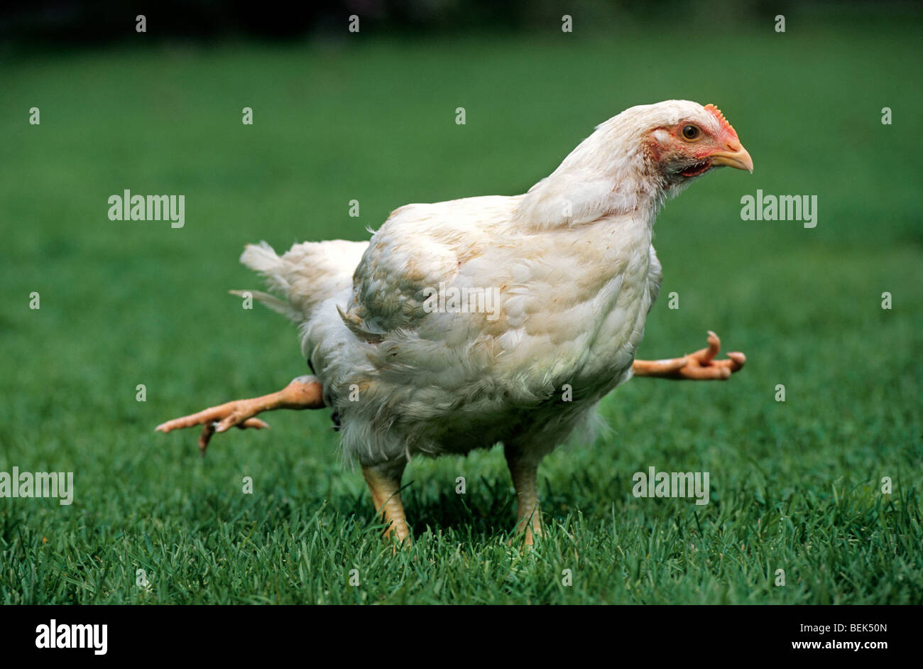 Mutierte dna -Fotos und -Bildmaterial in hoher Auflösung – Alamy
