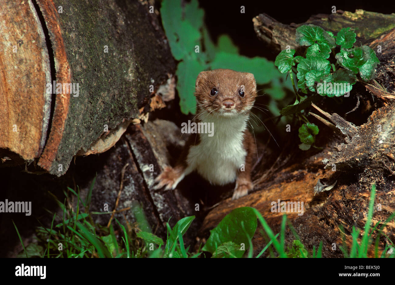 Britische wiesel -Fotos und -Bildmaterial in hoher Auflösung – Alamy