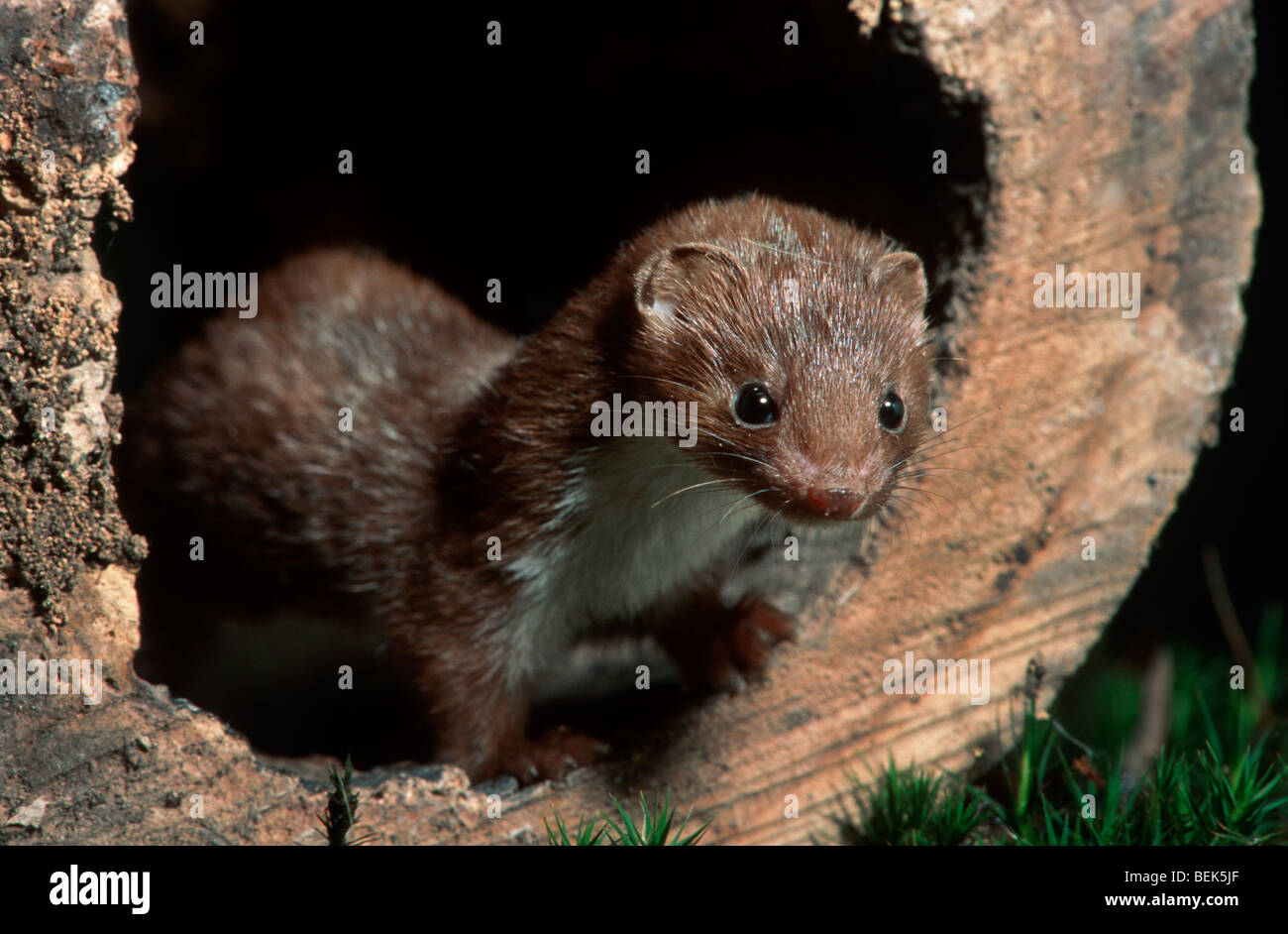 Wenigsten Wiesel (Mustela Nivalis) Jagd im Wald Stockfotografie - Alamy
