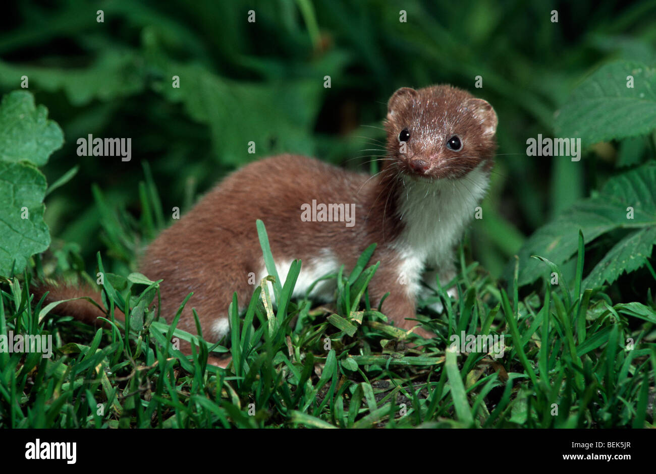 Britische wiesel -Fotos und -Bildmaterial in hoher Auflösung – Alamy