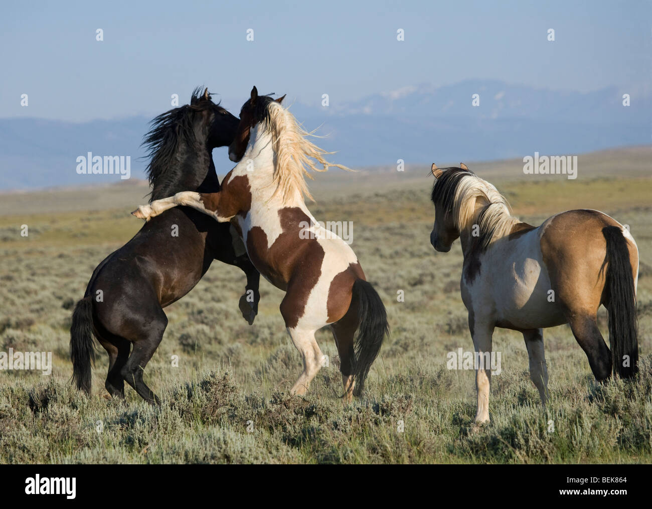 Wilder mustang -Fotos und -Bildmaterial in hoher Auflösung – Alamy