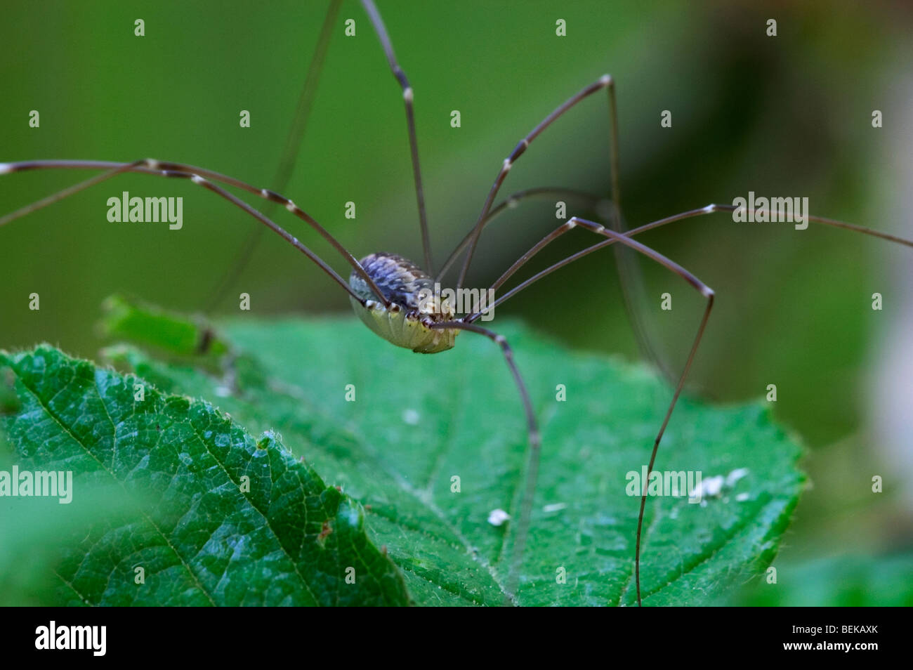 Opiliones sp -Fotos und -Bildmaterial in hoher Auflösung – Alamy