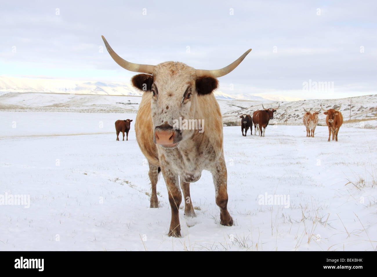 Große rinderfarm -Fotos und -Bildmaterial in hoher Auflösung – Alamy