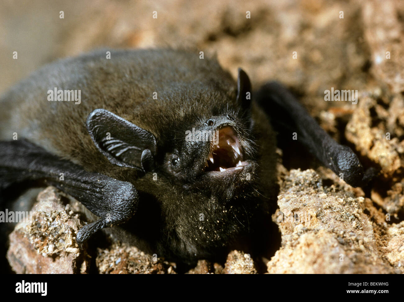 Chiroptera fledermaus -Fotos und -Bildmaterial in hoher Auflösung – Alamy