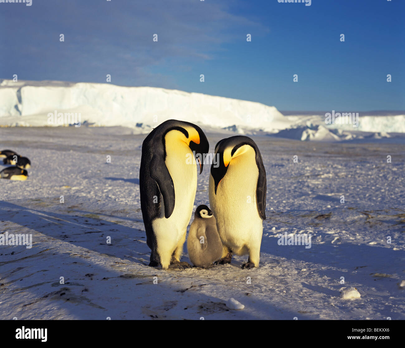 Kaiserpinguin fuß -Fotos und -Bildmaterial in hoher Auflösung – Alamy