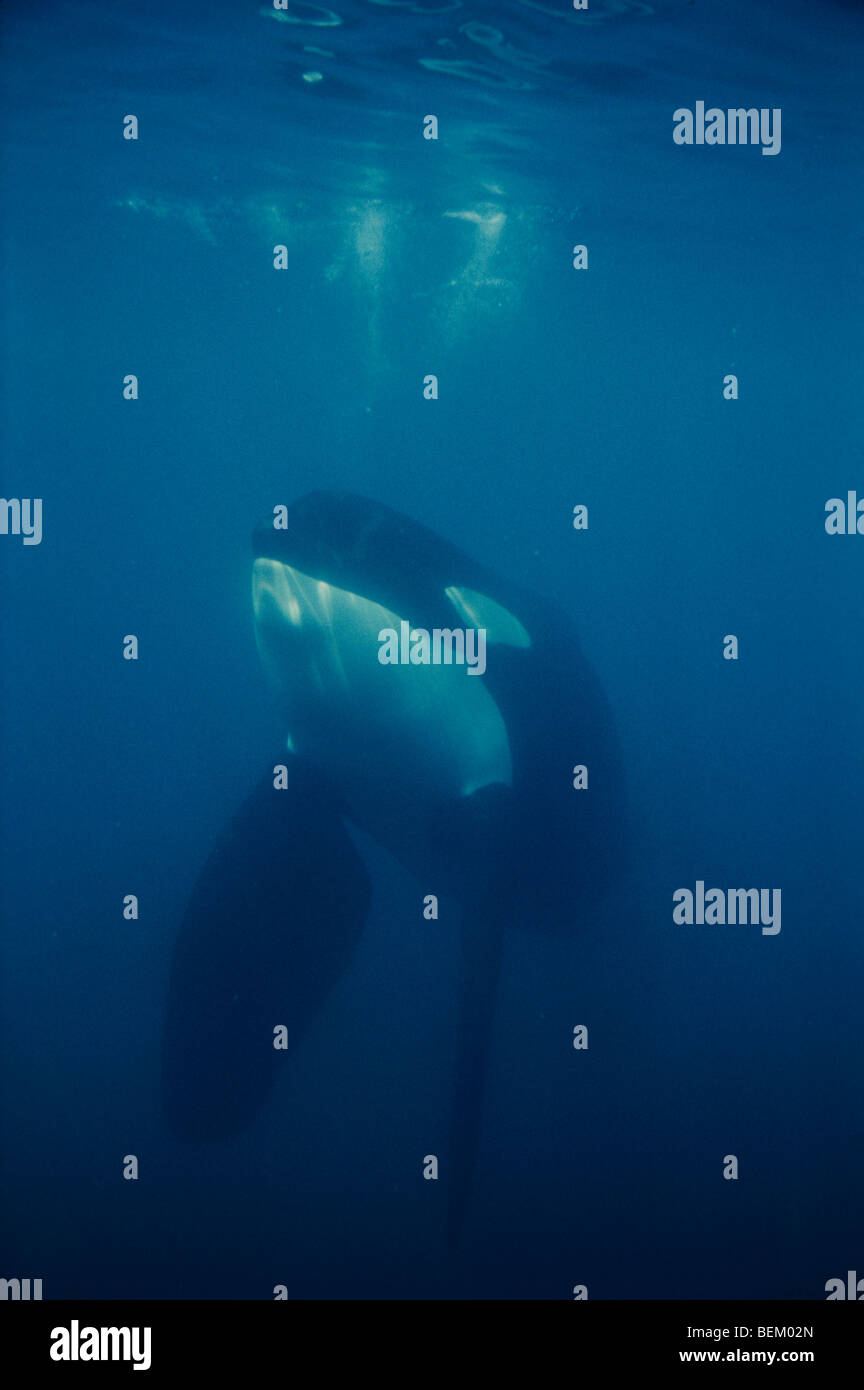 Killer whale orca under water ocean -Fotos und -Bildmaterial in hoher ...