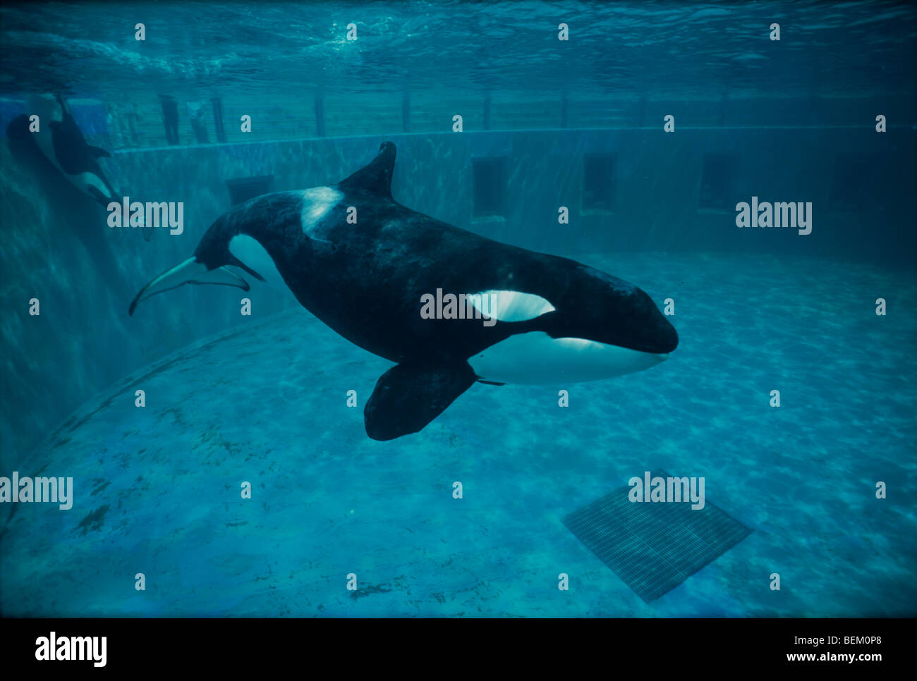 Pair killer whales orcinus orca -Fotos und -Bildmaterial in hoher ...