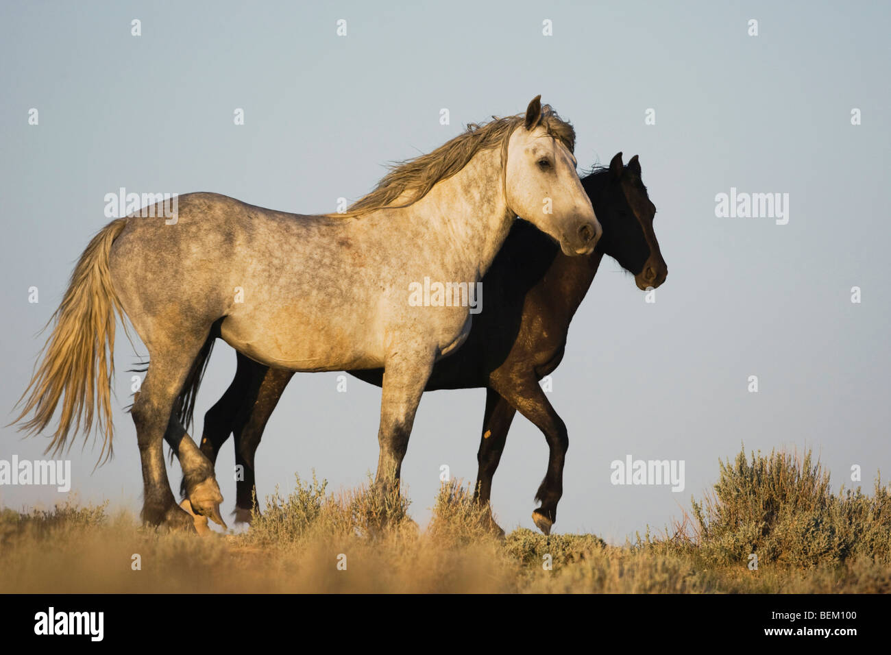 Mustang Pferd (Equus Caballus), paar, Pryor Wild Horse Bergkette ...