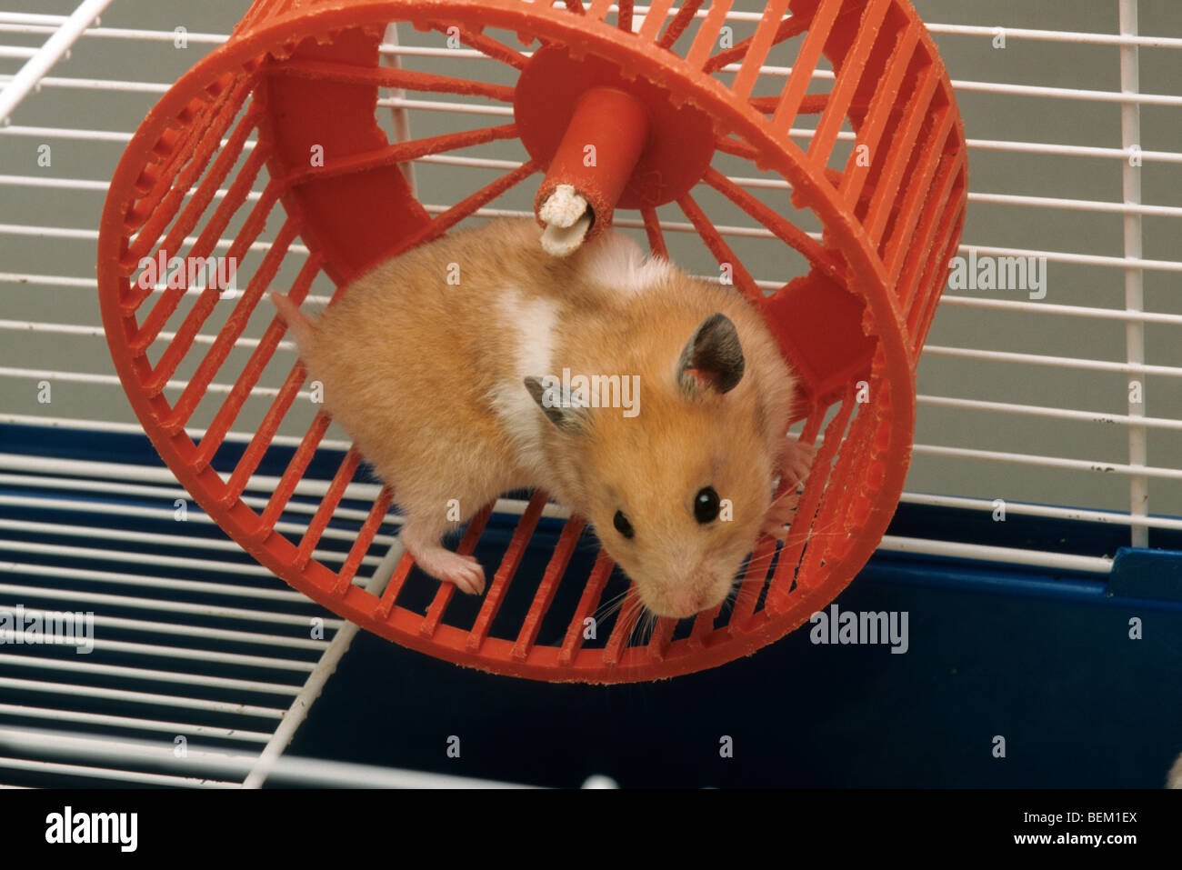 Goldhamster im rad -Fotos und -Bildmaterial in hoher Auflösung – Alamy