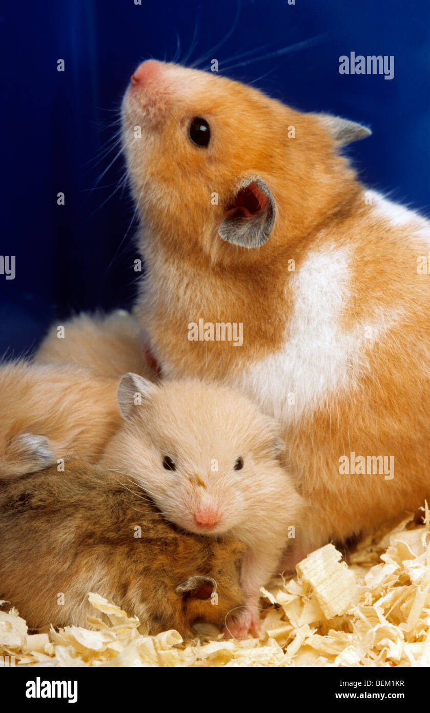 Goldhamster (Mesocricetus Auratus) mit jungen im nest Stockfotografie ...