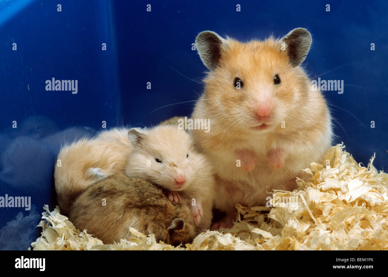 Goldhamster (Mesocricetus Auratus) mit jungen im nest Stockfotografie ...